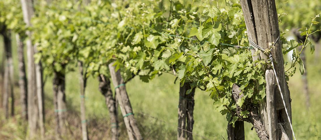 Weingut - Heuriger Schilling - Tony Allen | Wiener Wein